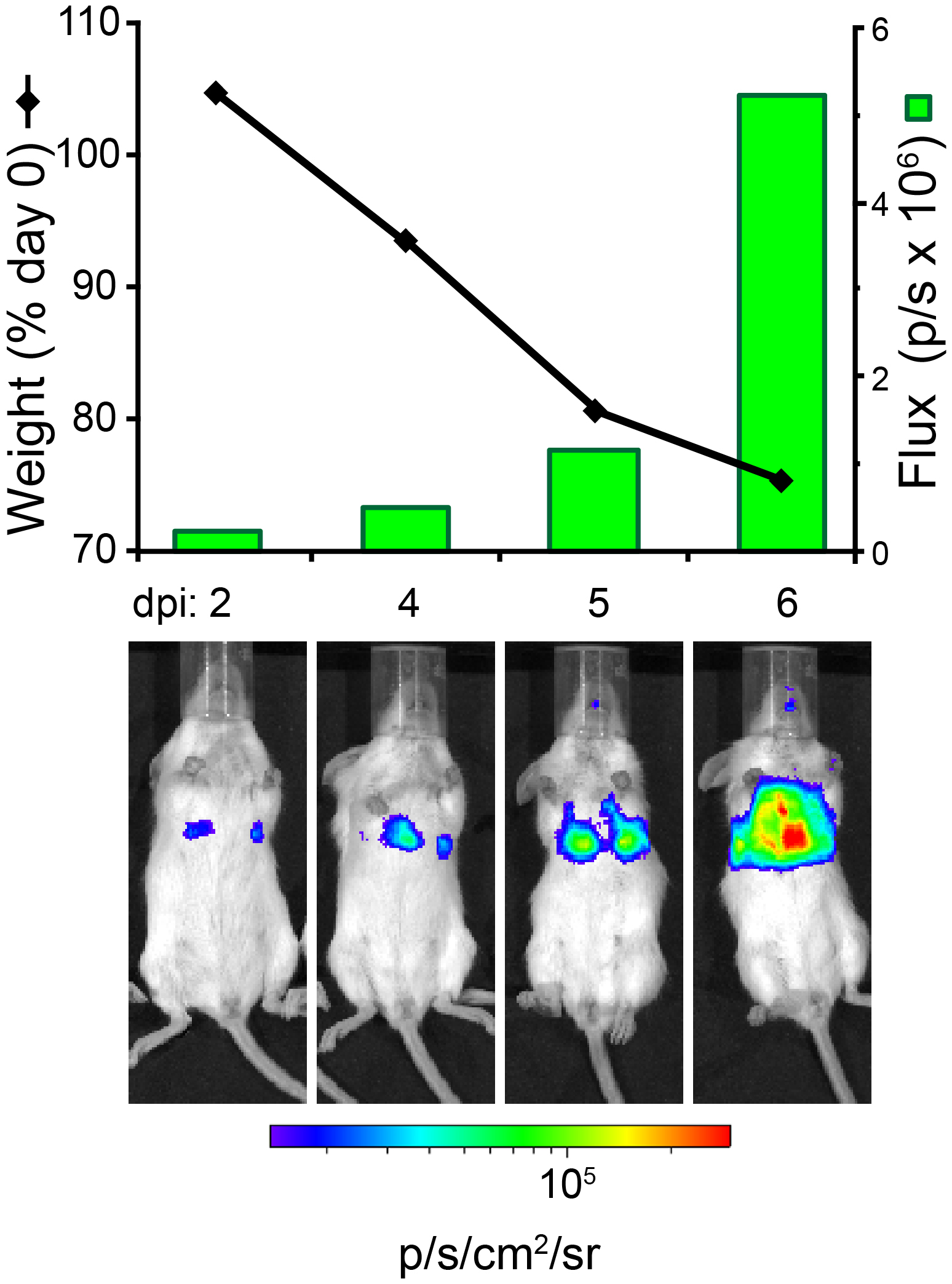 Highly sensitive real-time in vivo imaging of an influenza reporter ...
