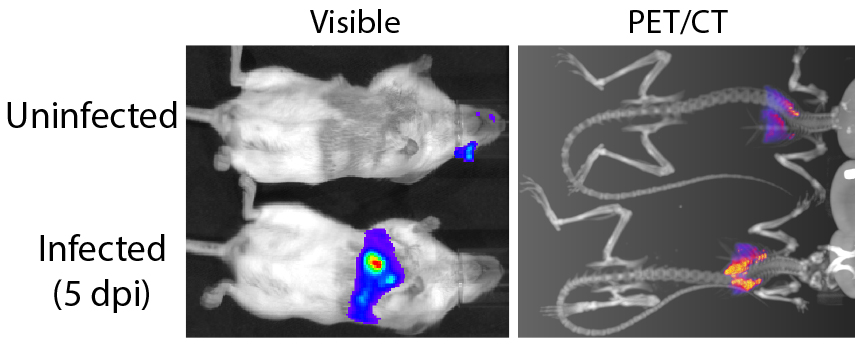 Multi-Modal Imaging with a Toolbox of Influenza A Reporter Viruses ...